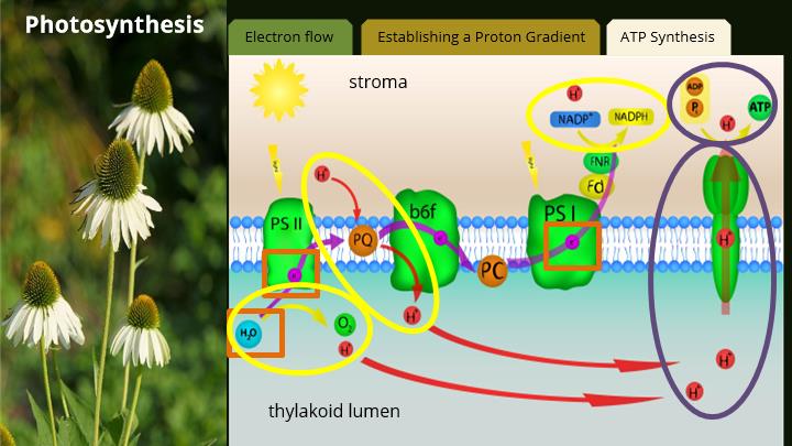 engelmann experiment animation