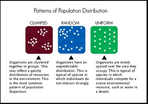 cell population dynamics