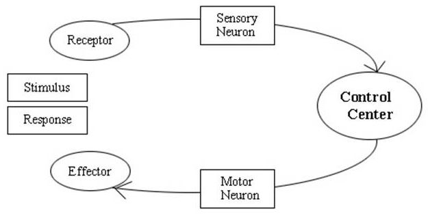 Stimulus Nervous System